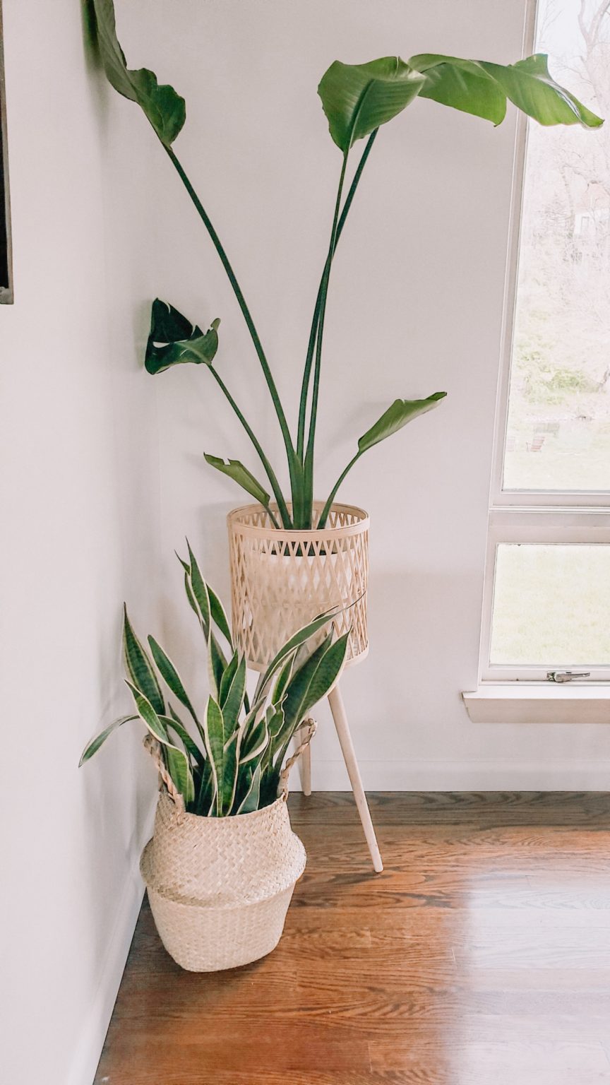 7 Beginner-Friendly Indoor Plants And How To Care For Them — Peony Street