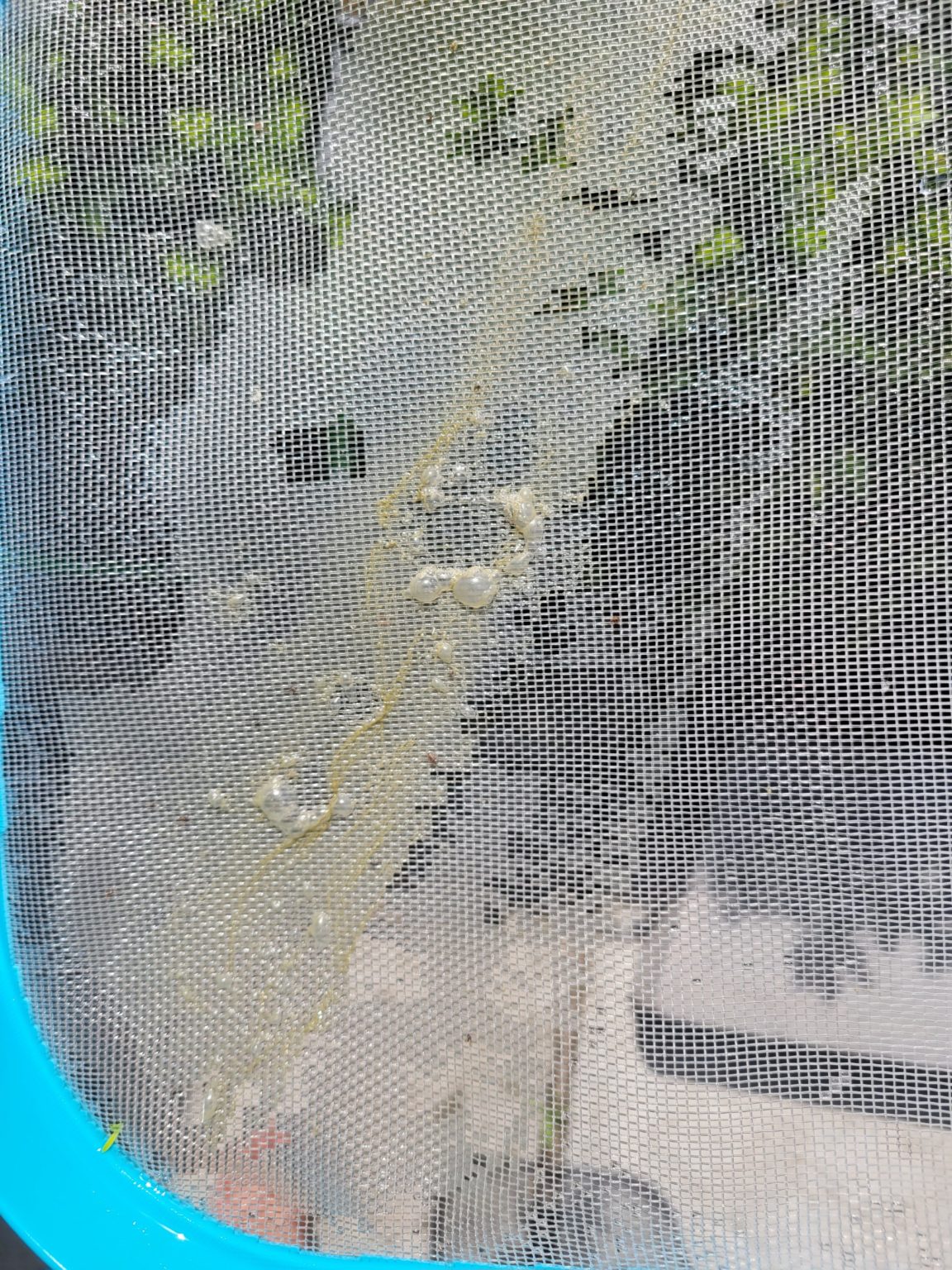 How To Get Rid Of Yellow Or Mustard Algae From Your Pool — Peony Street